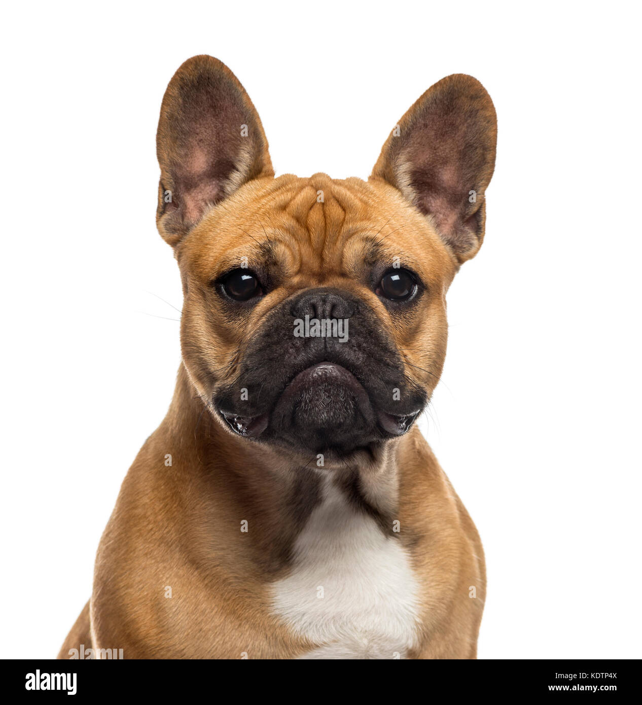 Close-up of an English Bulldog in front of a white background Stock ...