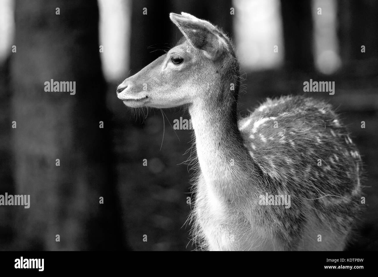 Make up wondering Black and White Stock Photos & Images - Alamy