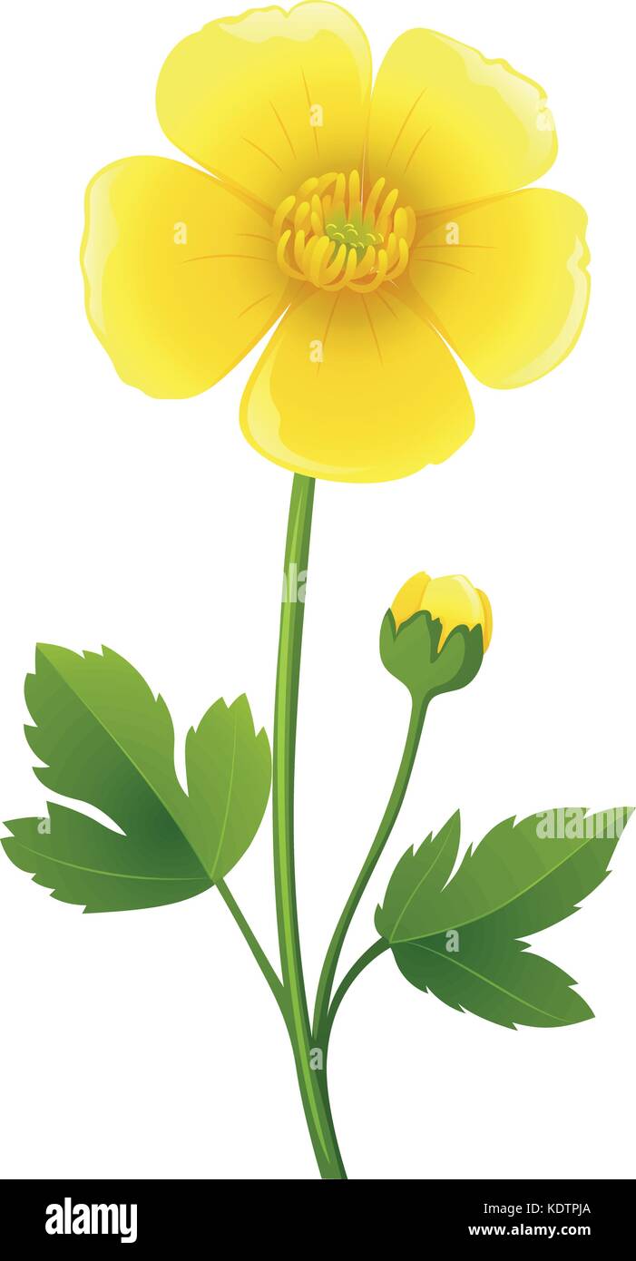 Buttercup flower vector vectors hi-res stock photography and images - Alamy