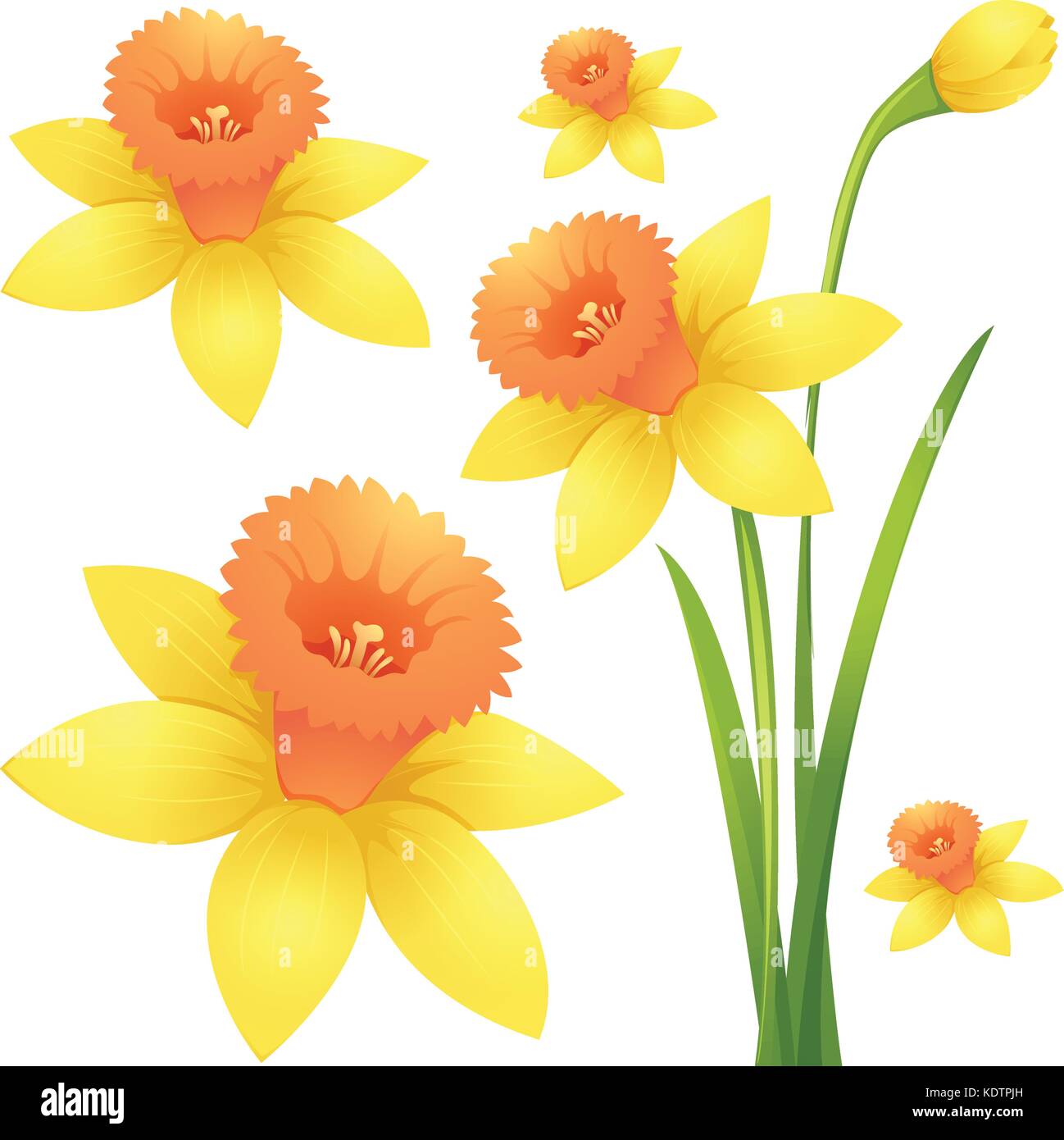 Daffodil flower in yellow color illustration Stock Vector Image & Art ...