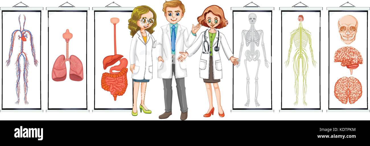 Three doctors and different human system diagrams illustration Stock ...