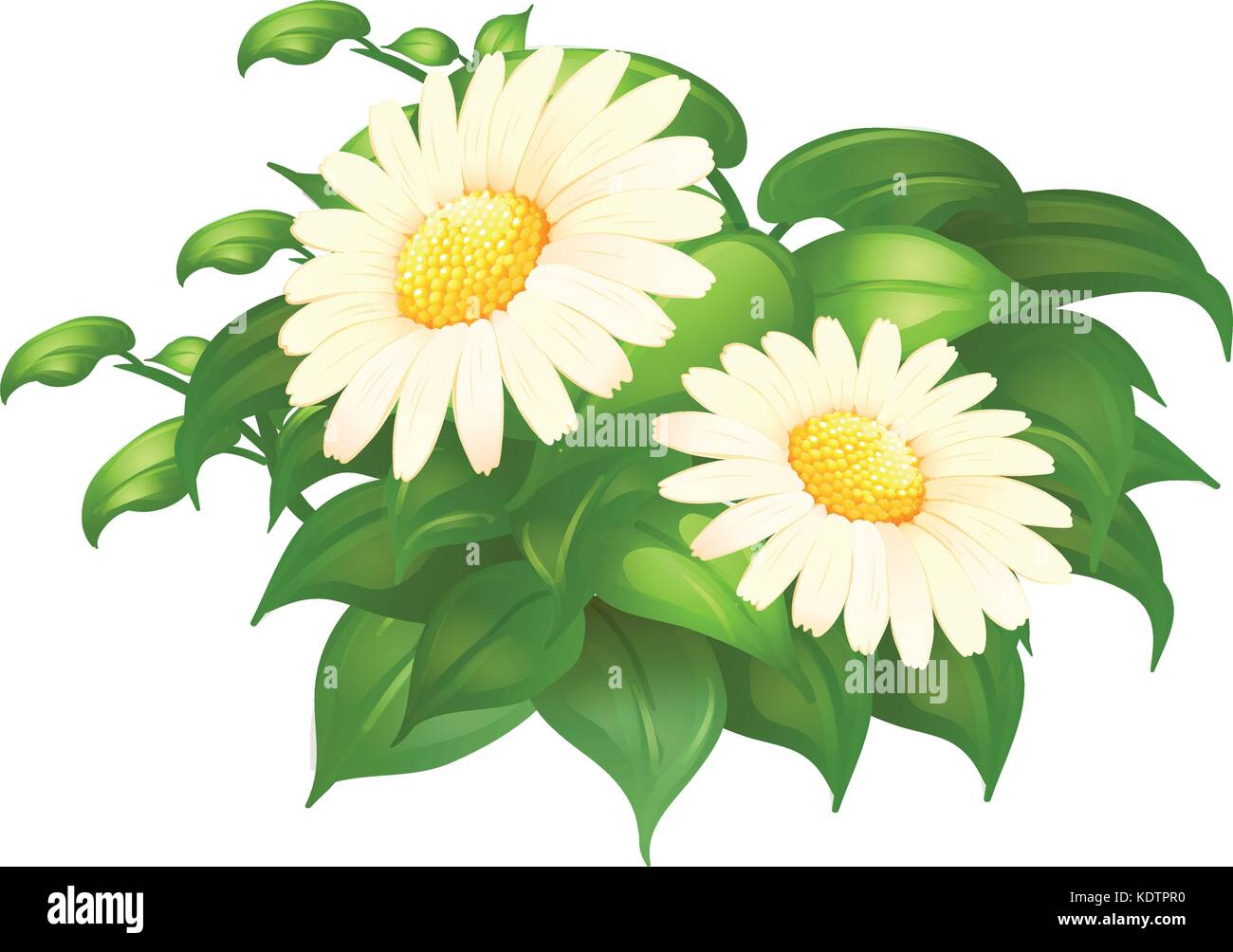 White Daisy Flower Clipart Cartoon