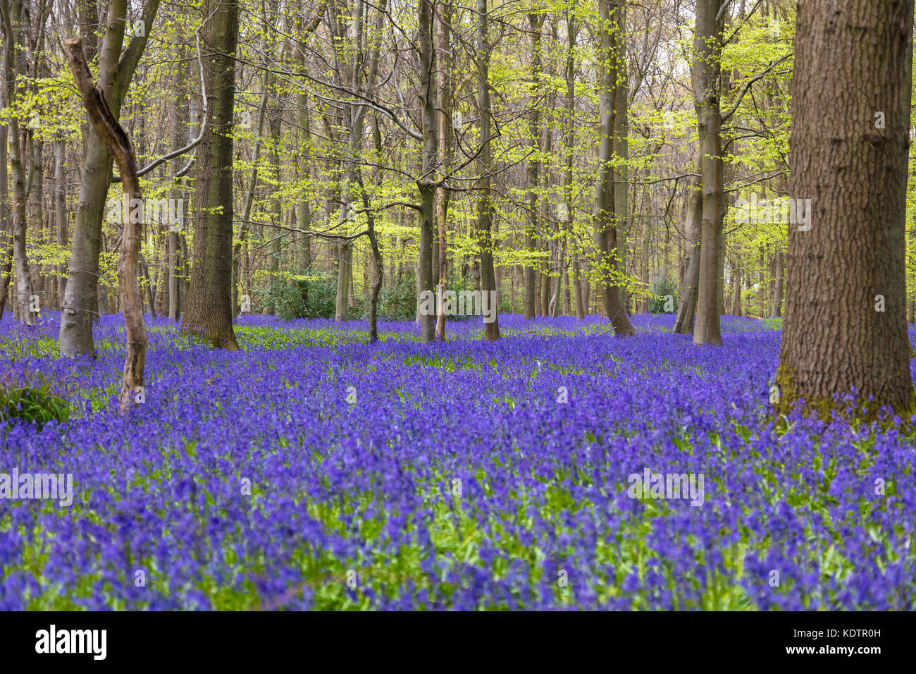 English bluebell woods in spring time with flowers in bloom Stock Photo ...