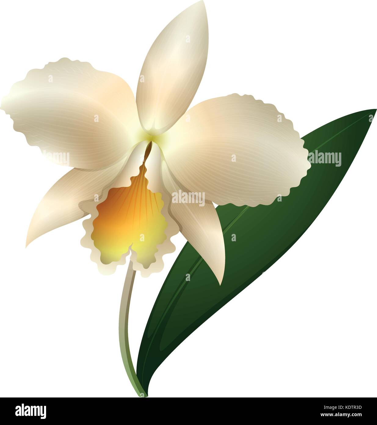 White orchid on green Stock Vector Images - Alamy