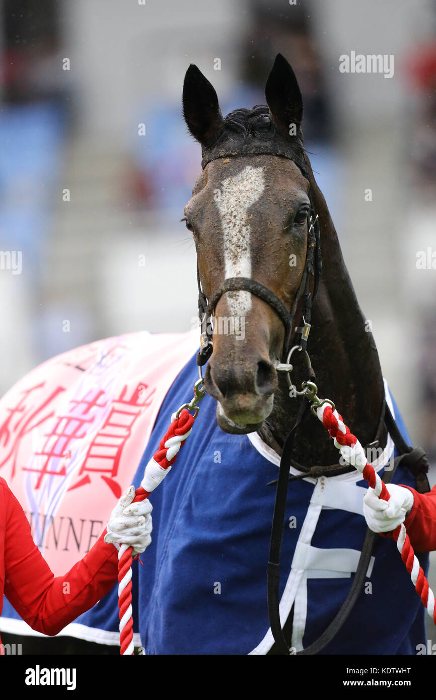 Deirdre horse hi-res stock photography and images - Alamy