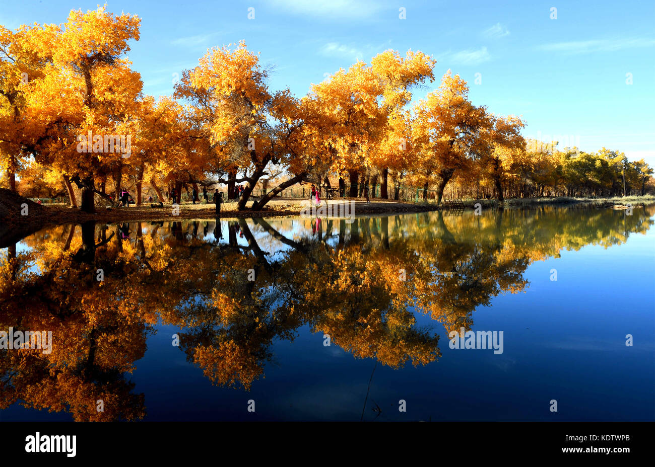 Ejin Qi. 13th Oct, 2017. Photo taken on Oct. 13, 2017 shows the trees ...