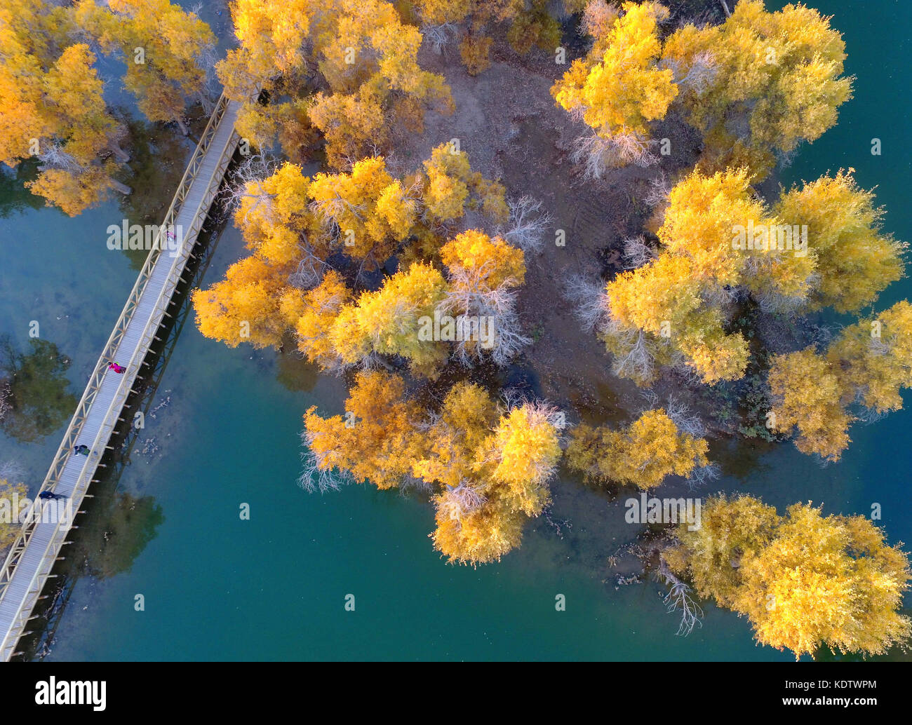Ejin Qi. 14th Oct, 2017. Photo taken on Oct. 14, 2017 shows the trees ...