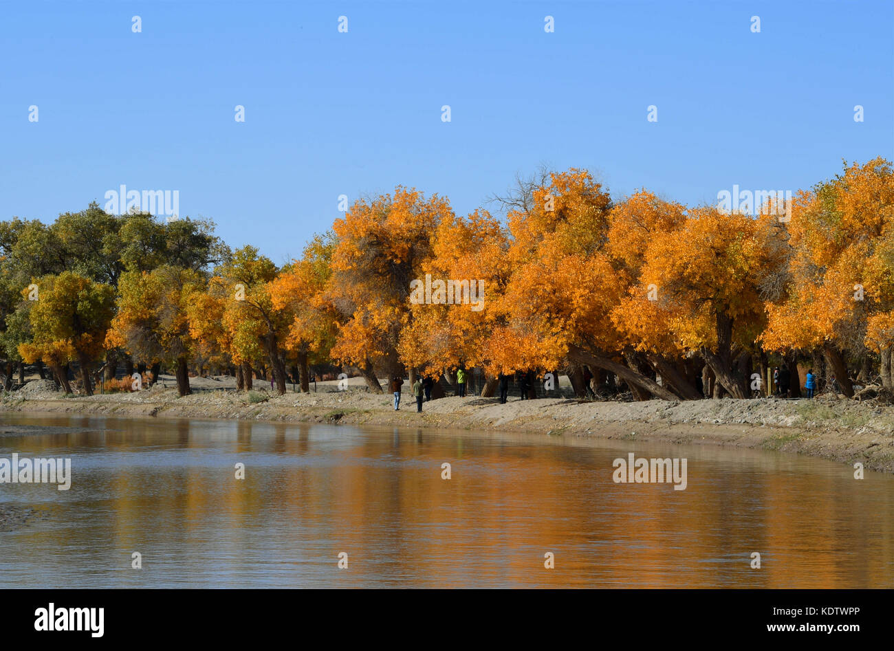 Ejin Qi. 14th Oct, 2017. Photo taken on Oct. 14, 2017 shows the trees ...