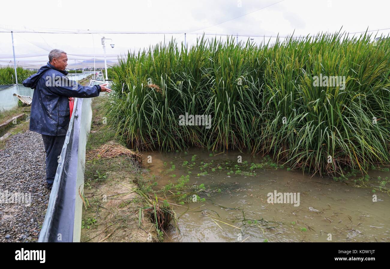 Mud Fish High Resolution Stock Photography and Images - Alamy