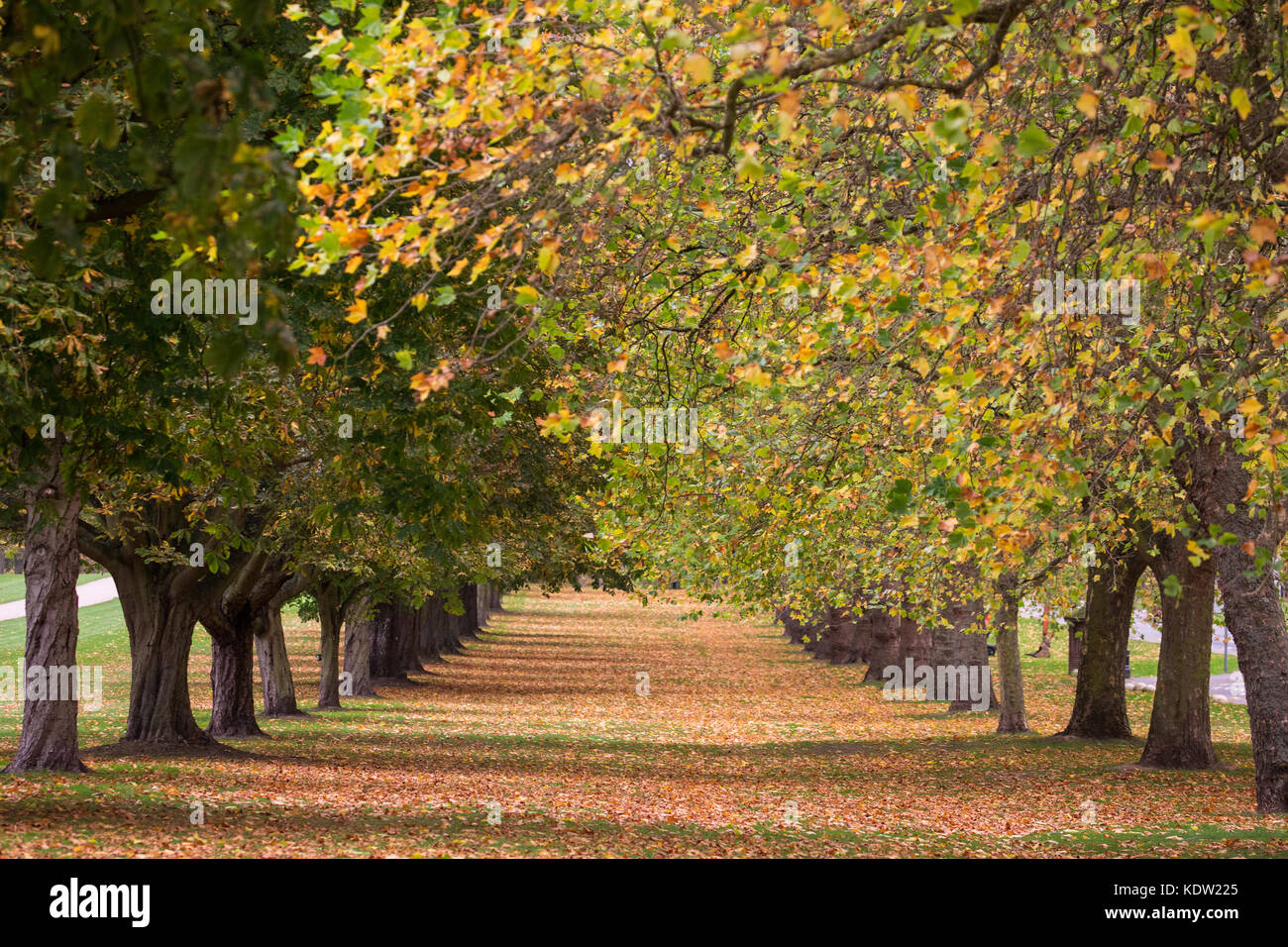 Windsor, UK. 16th October, 2017. Many more leaves have dropped from ...
