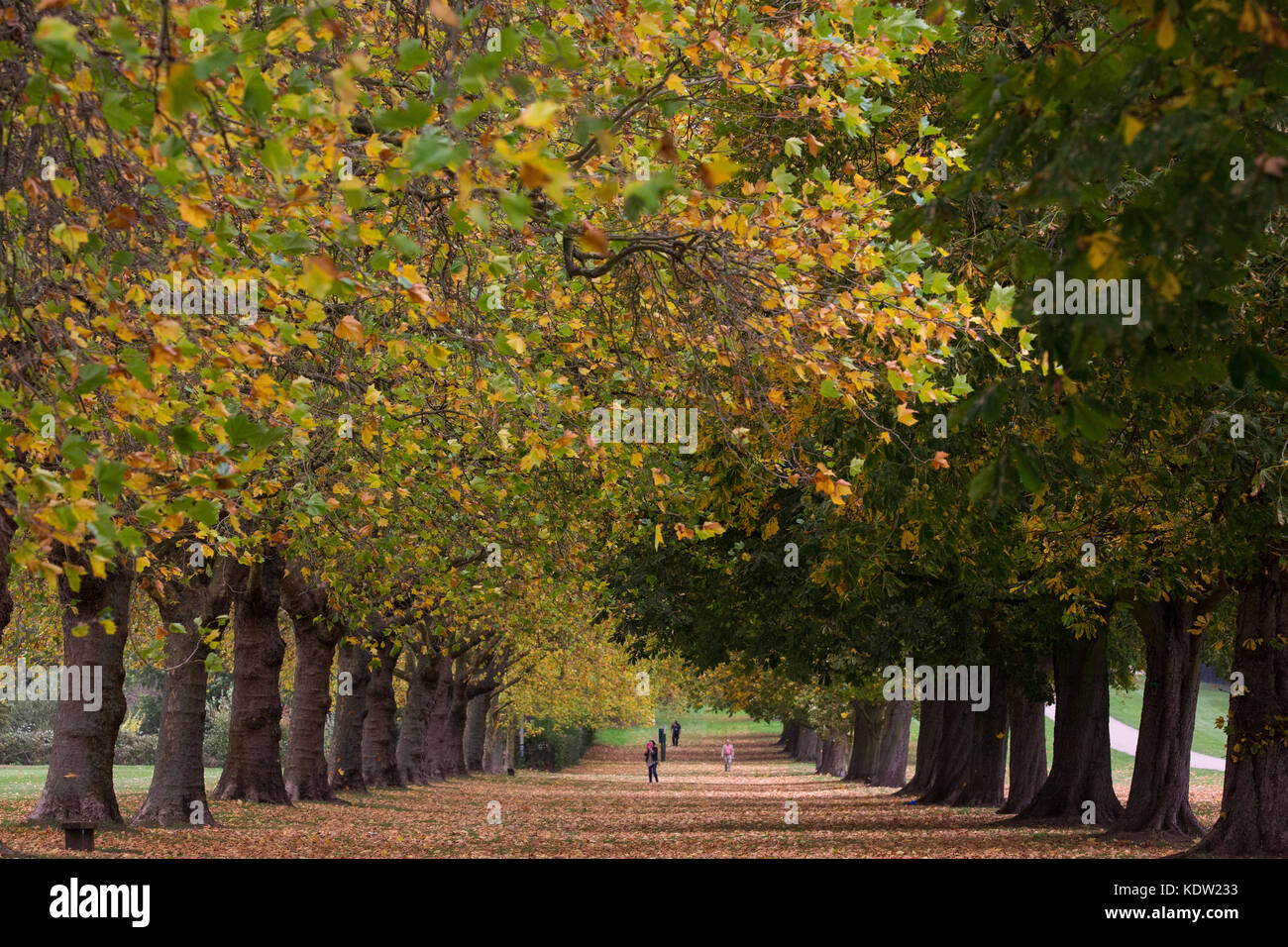 Chestnuts and plane trees hi-res stock photography and images - Alamy