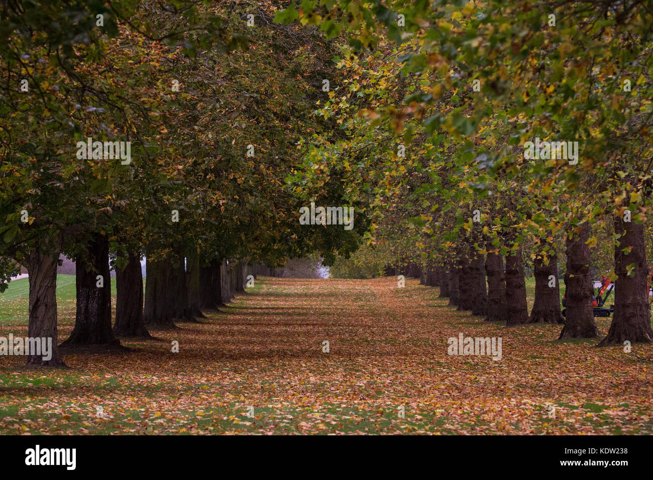 Chestnuts and plane trees hi-res stock photography and images - Alamy