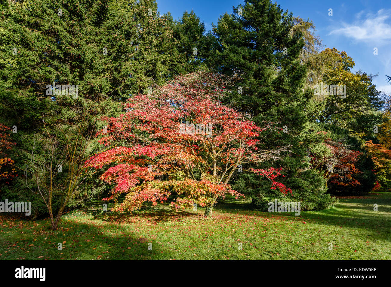 Westonbirt Arboretum, Gloucestershire, UK. 16th Oct, 2017. Westonbirt ...