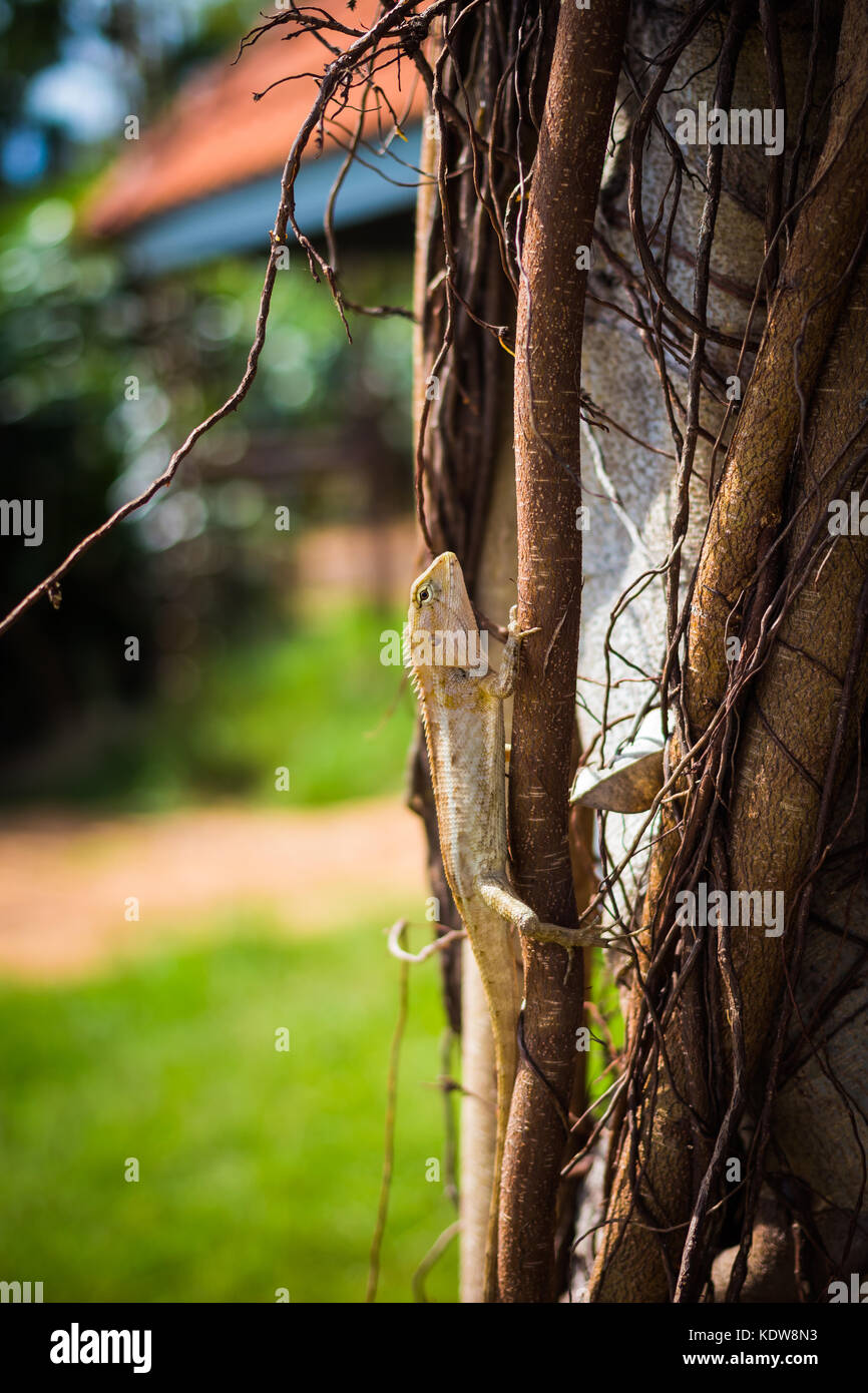 Lizard on the tree Stock Photo - Alamy