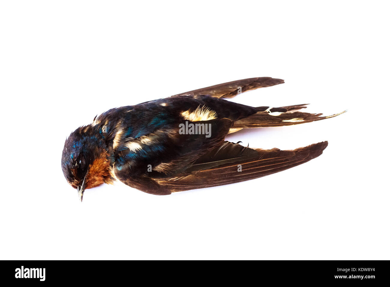 dead bird background in nature, isolated dead bird on white Stock Photo ...