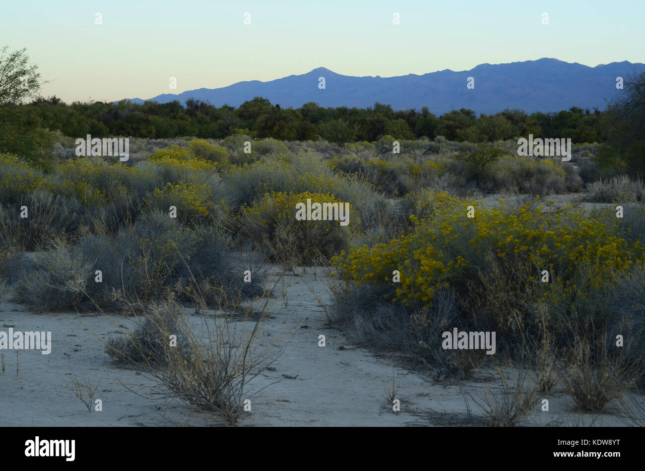 early morning desert landscape Stock Photo - Alamy