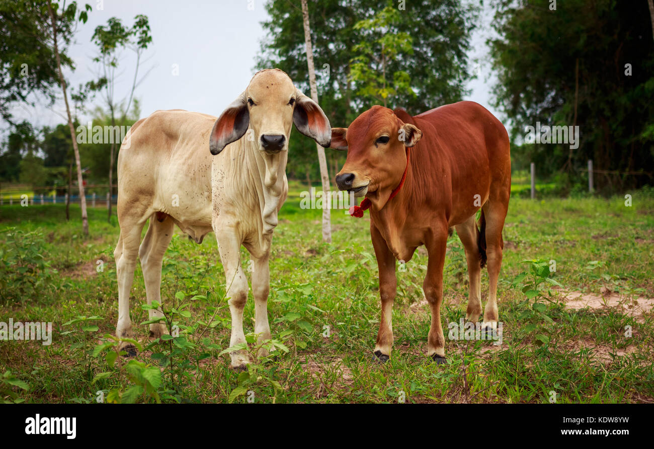 Red calf in a meadow Stock Photo - Alamy