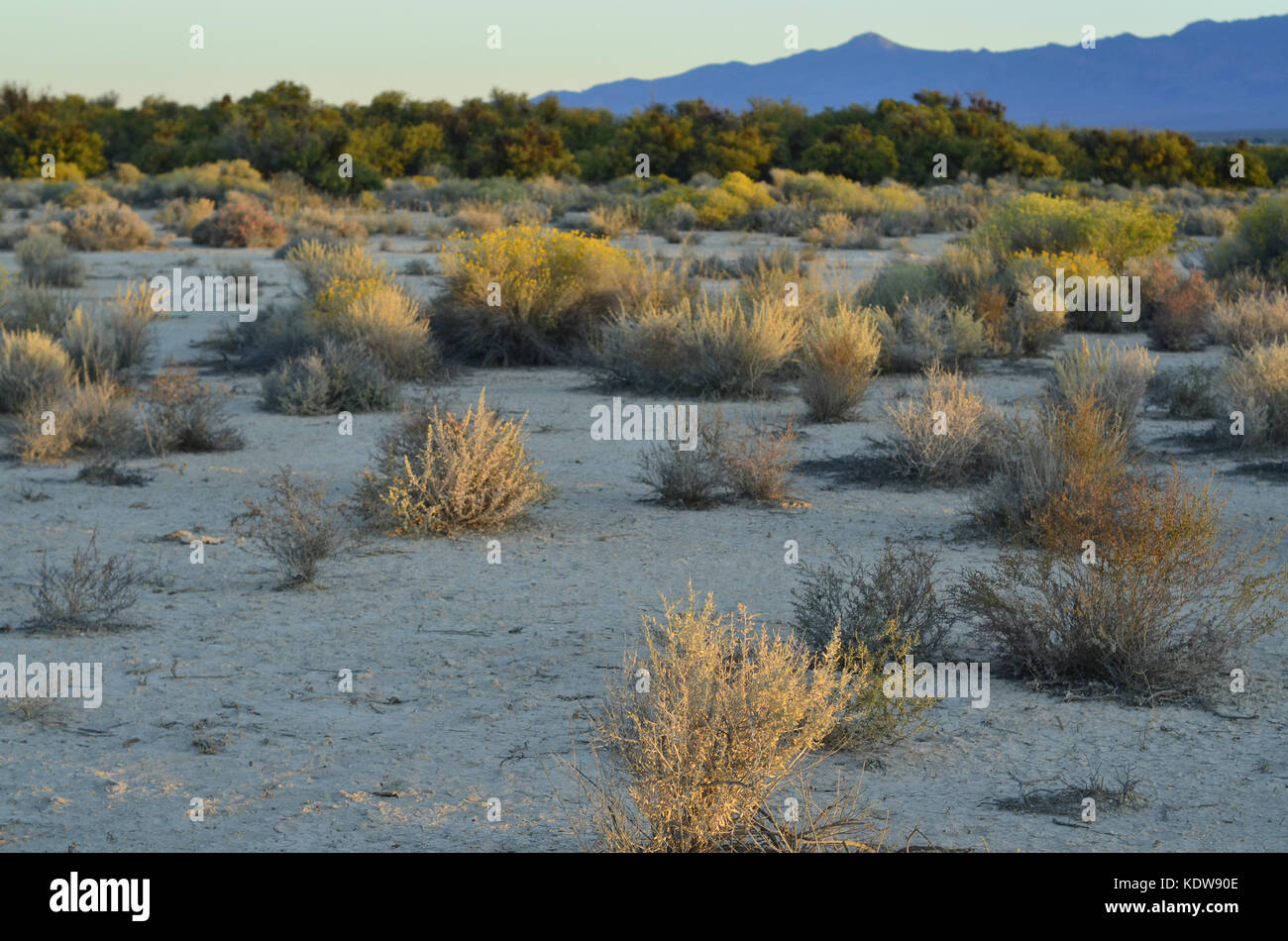 early morning desert landscape Stock Photo - Alamy