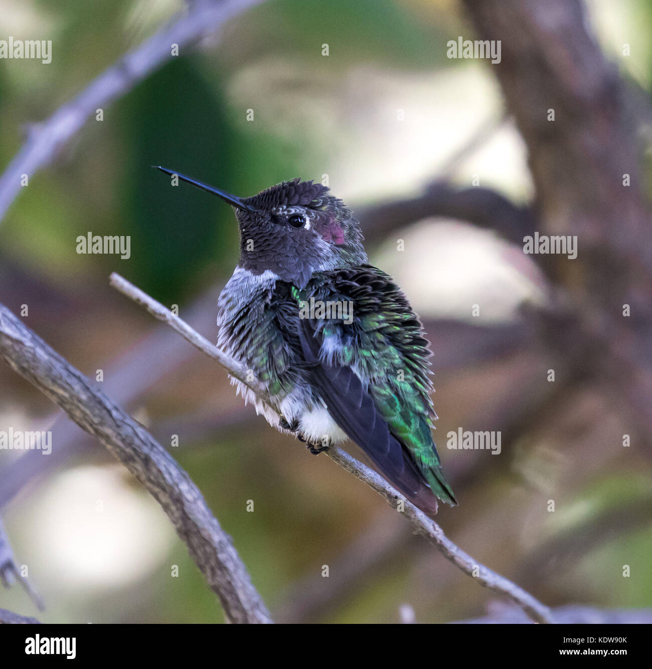 Male Anna Hummingbird Stock Photo - Alamy