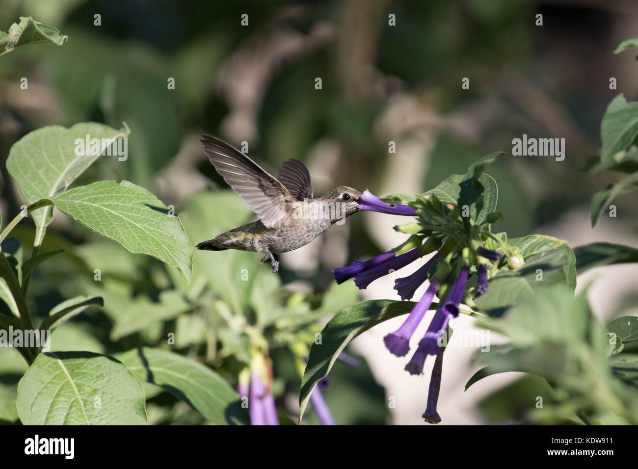 Female anna hummingbird hi-res stock photography and images - Alamy