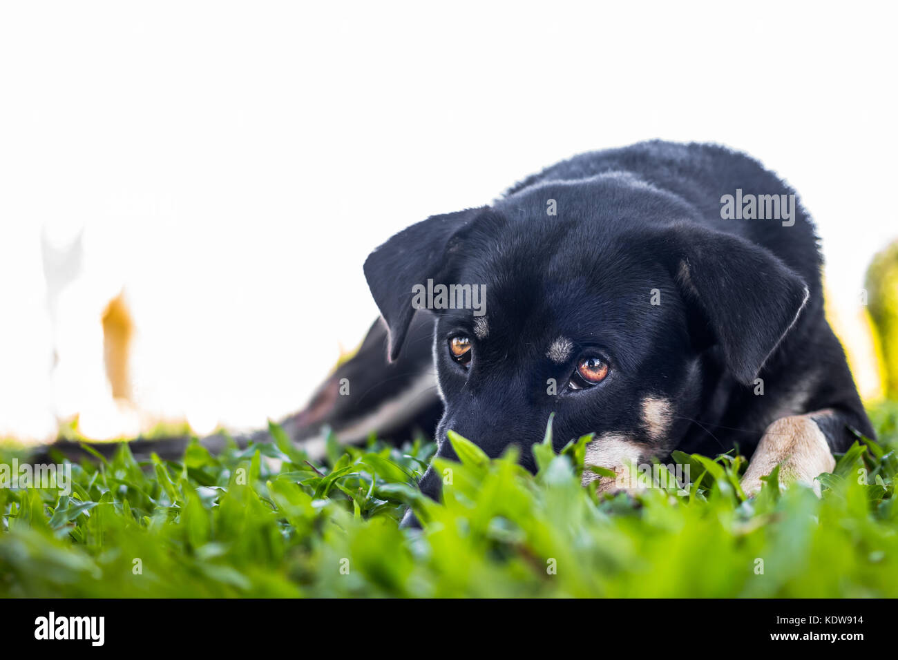 Dog looking camera Stock Photo - Alamy