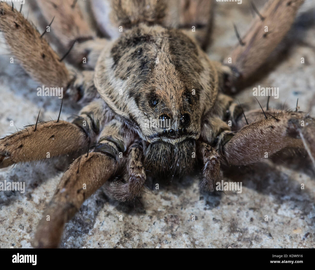 Legs jump spider hi-res stock photography and images - Alamy