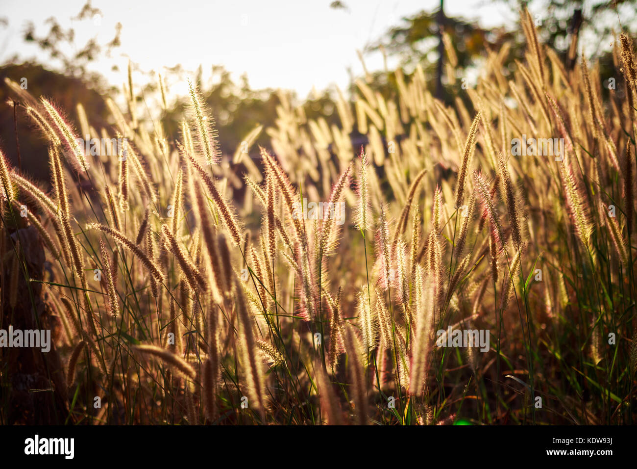 Silhouette flower blade of grass field sunlight rim light Stock Photo ...