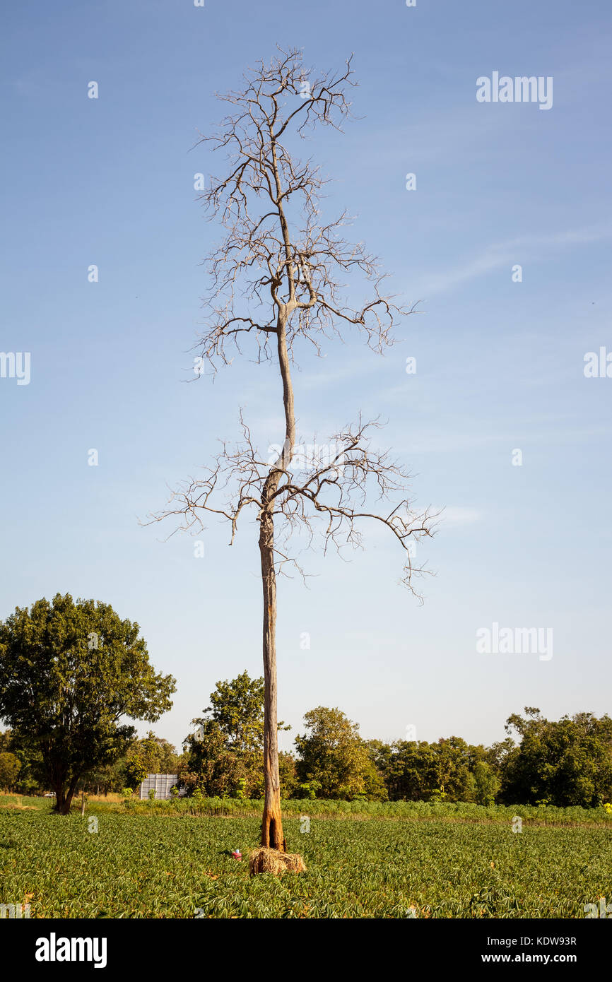 dry tree branches against the sky Stock Photo - Alamy