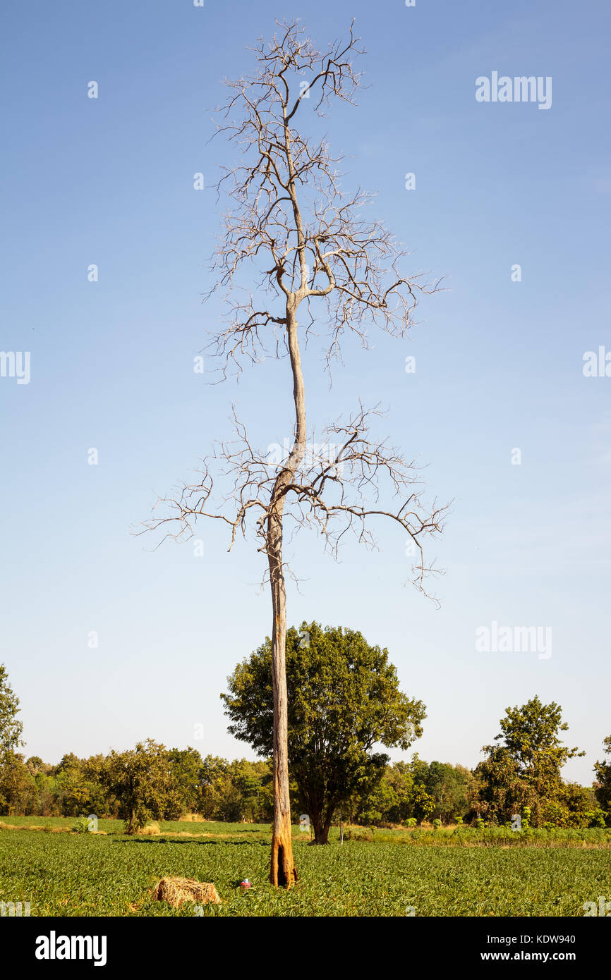 dry tree branches against the sky Stock Photo - Alamy