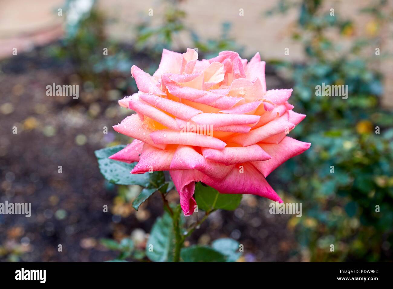 Pink Rose Large Stock Photo - Alamy