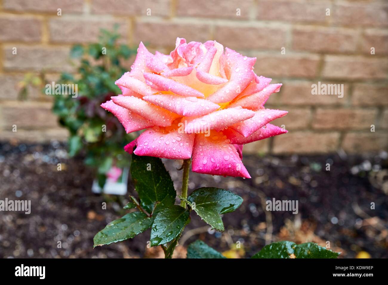 Pink Rose Large Stock Photo - Alamy