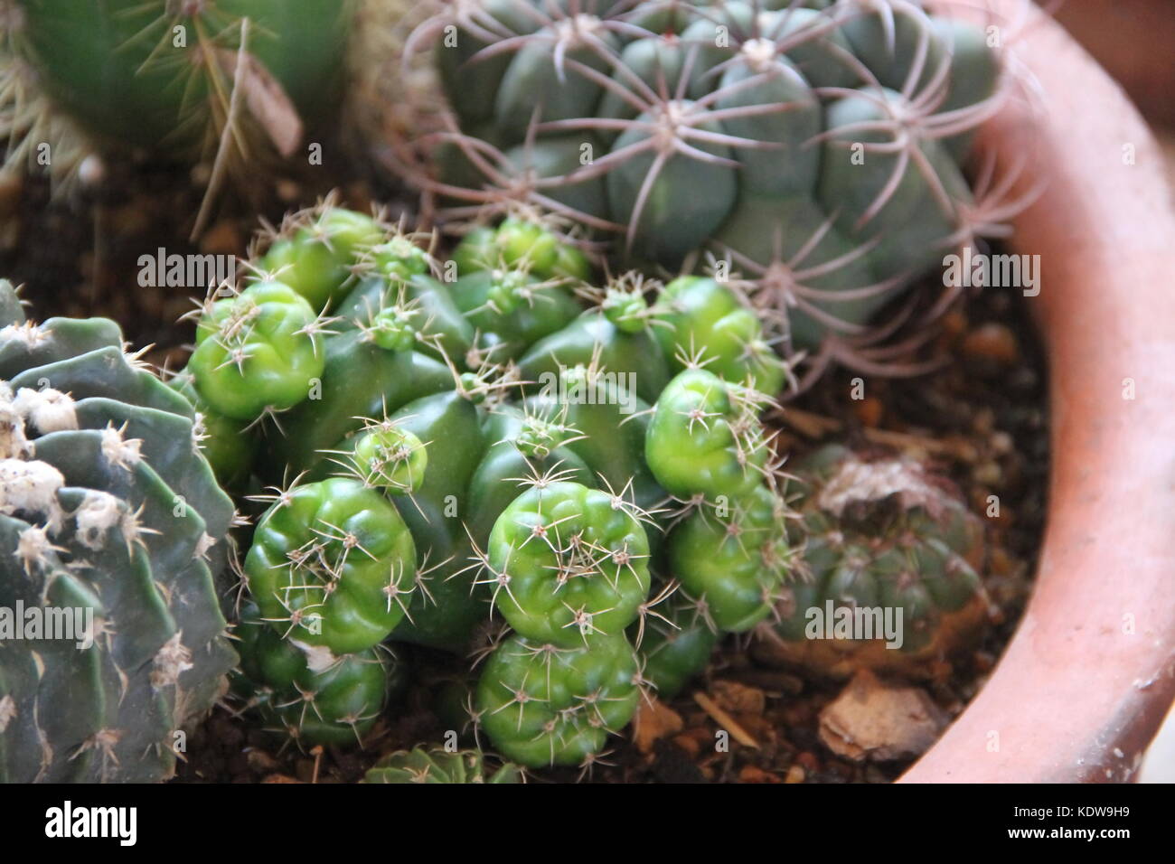 cactus and succulents in bloom in spring Stock Photo - Alamy