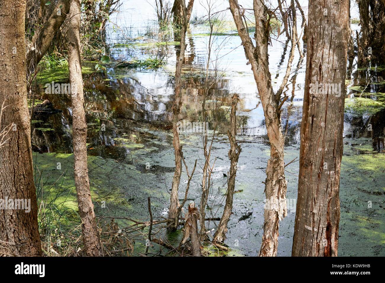 swamp area Australia Stock Photo - Alamy