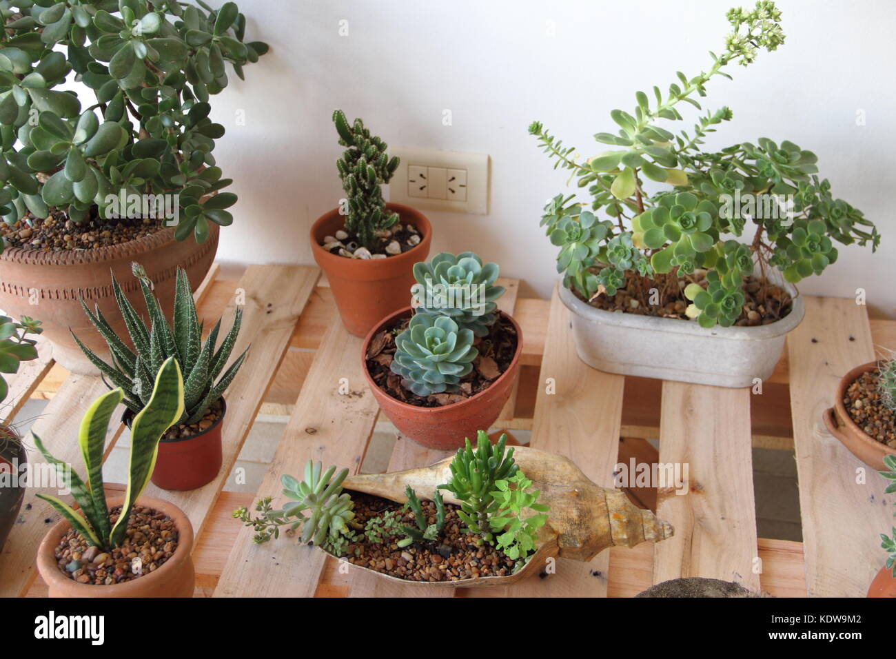 cactus and succulents in bloom in spring Stock Photo - Alamy