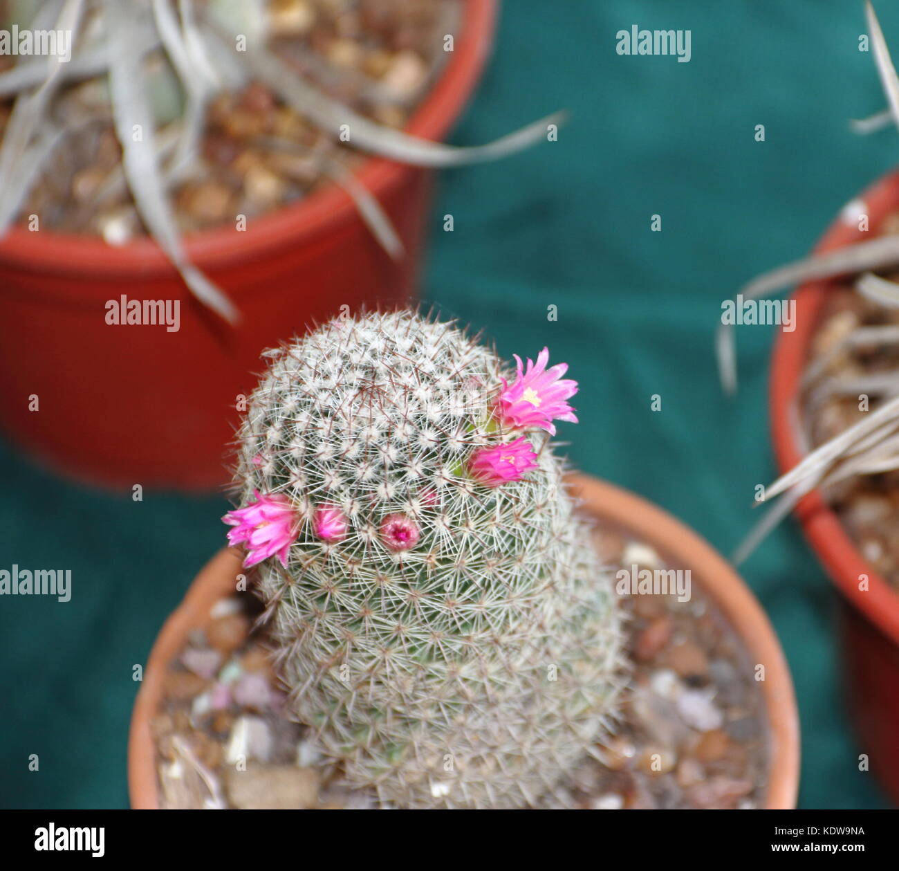 cactus and succulents in bloom in spring Stock Photo - Alamy