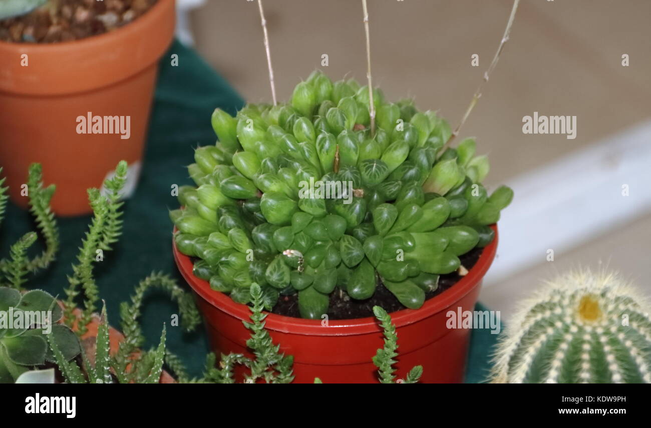 cactus and succulents in bloom in spring Stock Photo - Alamy