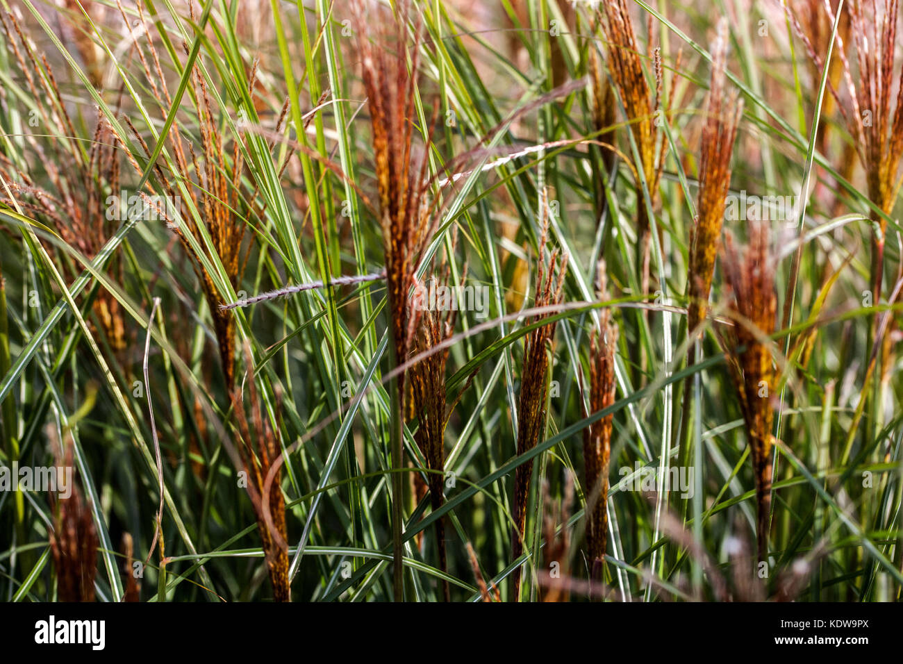 Miscanthus yaku jima hi-res stock photography and images - Alamy