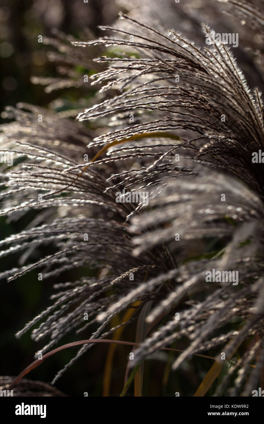 Chinese silver grass, Miscanthus sinensis "Silberturm Stock Photo - Alamy