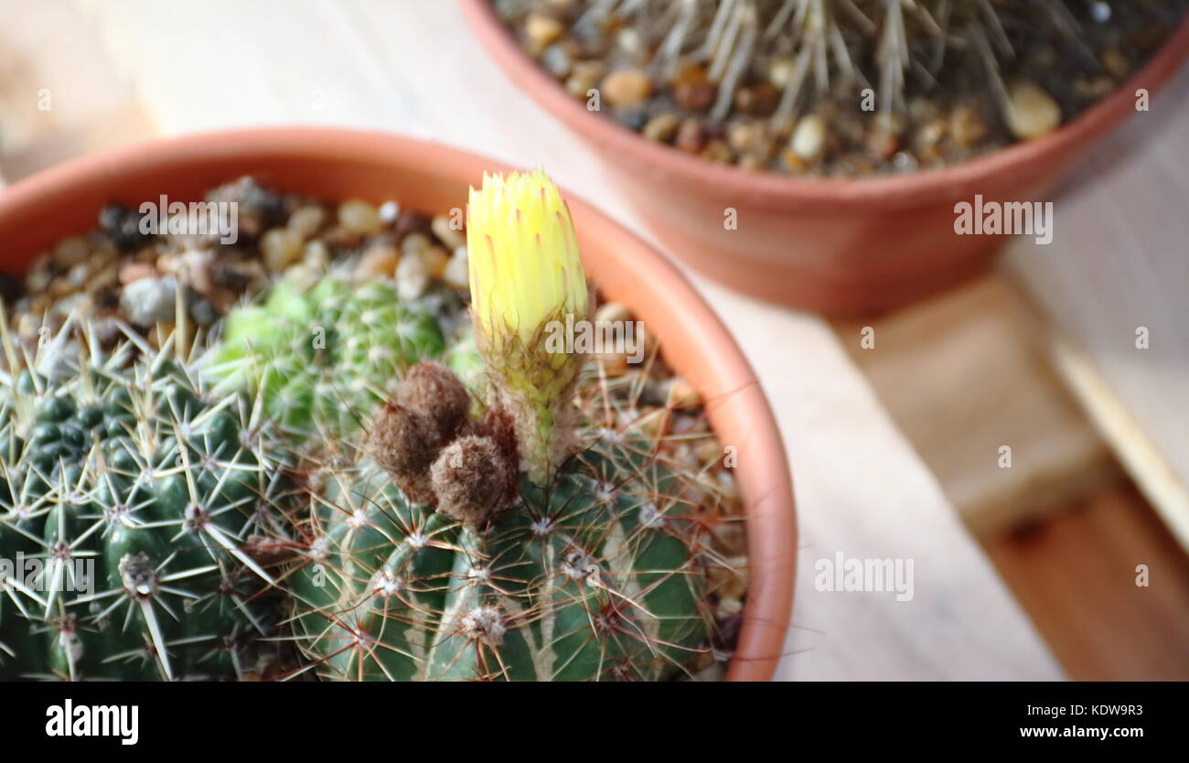 cactus and succulents in bloom in spring Stock Photo - Alamy