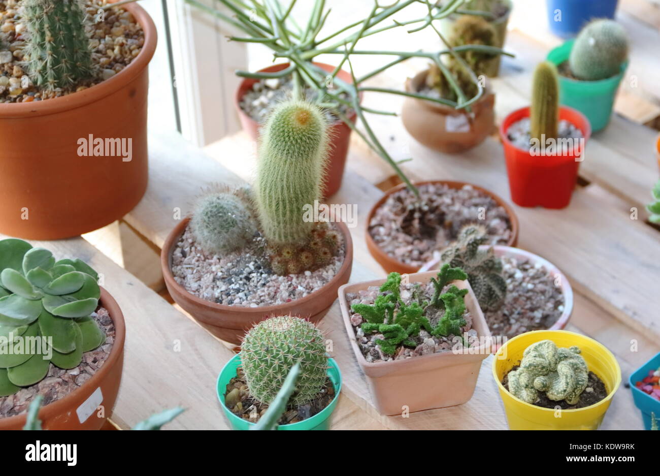 cactus and succulents in bloom in spring Stock Photo - Alamy
