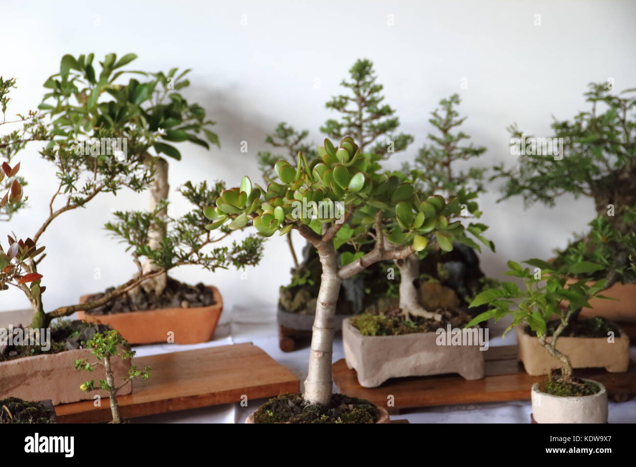 Bonsai fair hi-res stock photography and images - Alamy