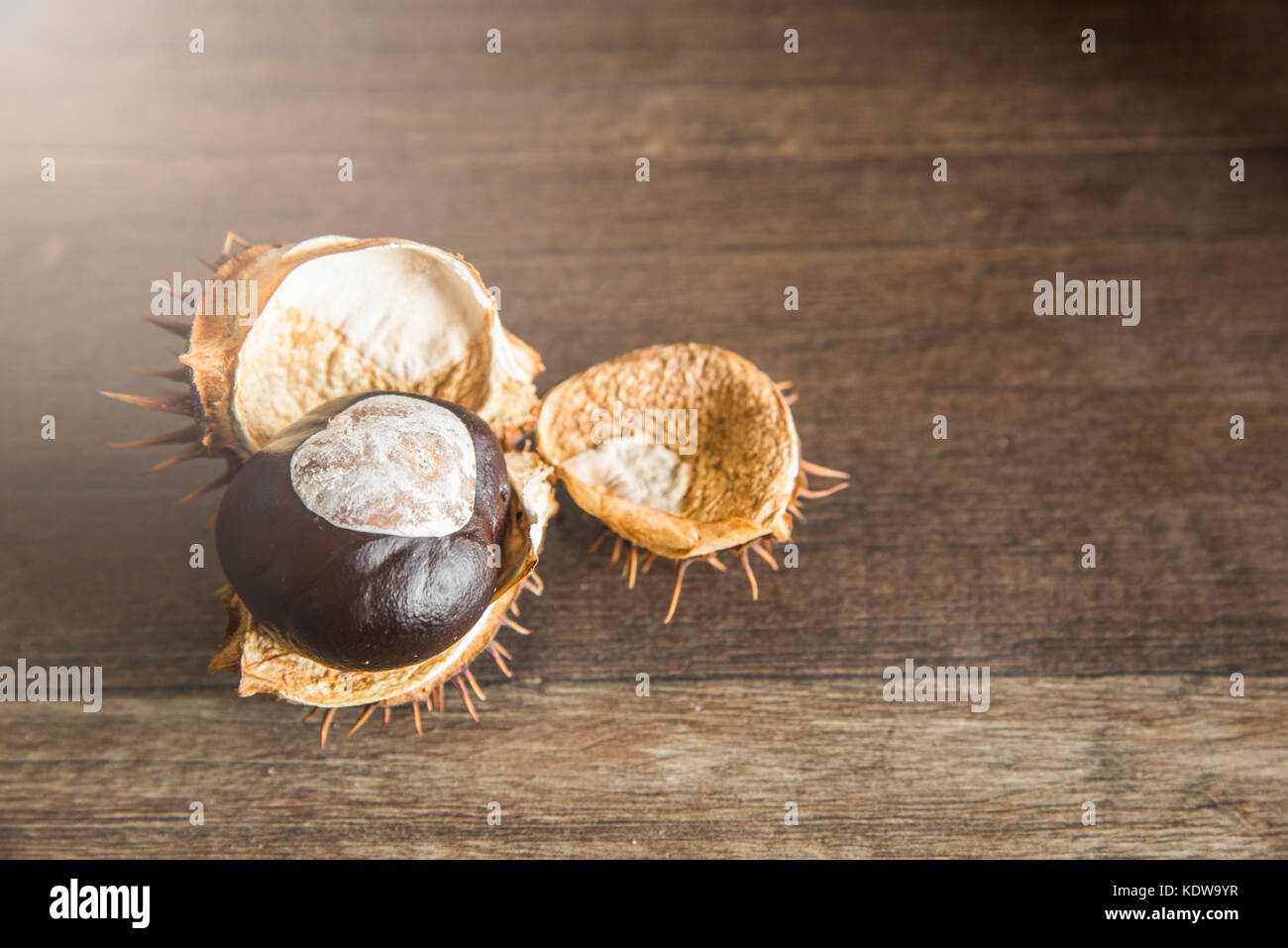 Spiked shells hi-res stock photography and images - Alamy