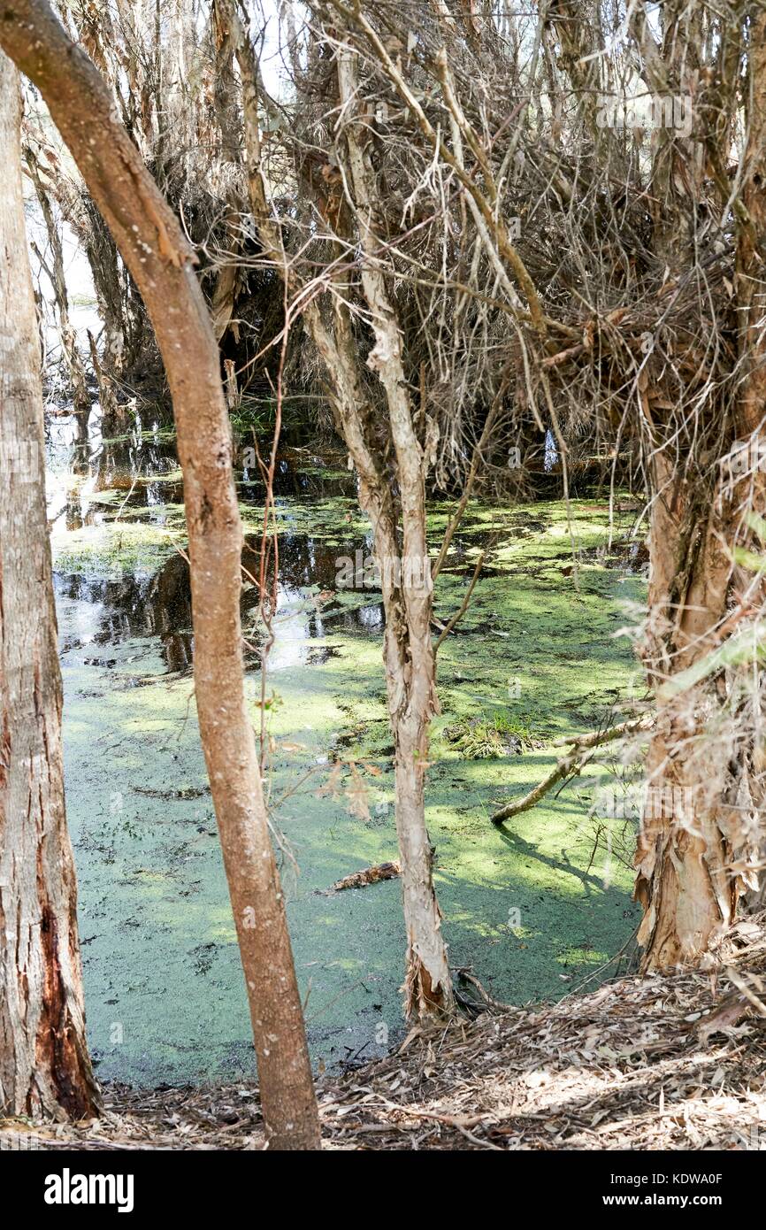 Paludal hi-res stock photography and images - Alamy