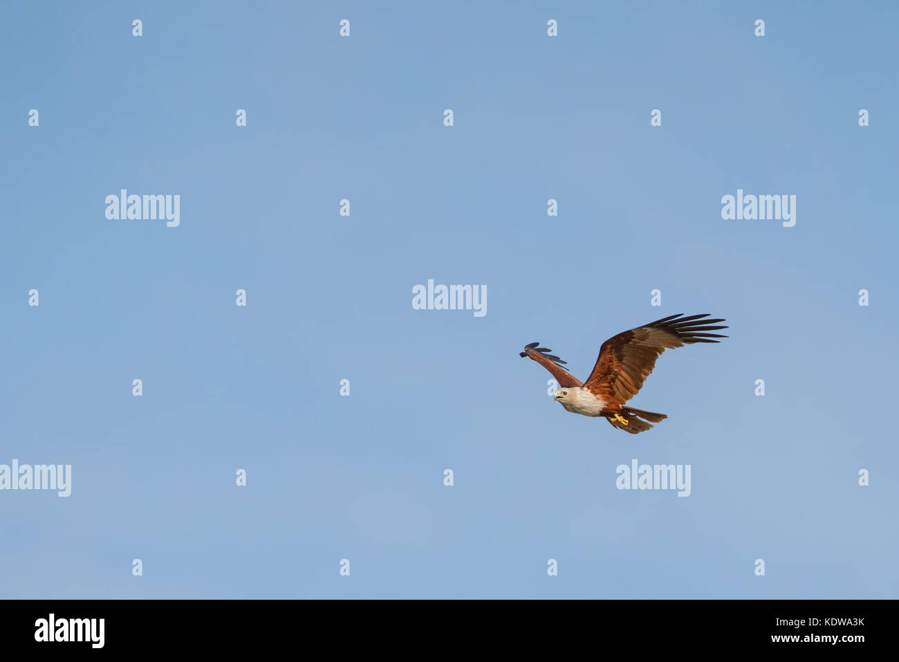 single eagle hawk flying in the blue sky Stock Photo - Alamy