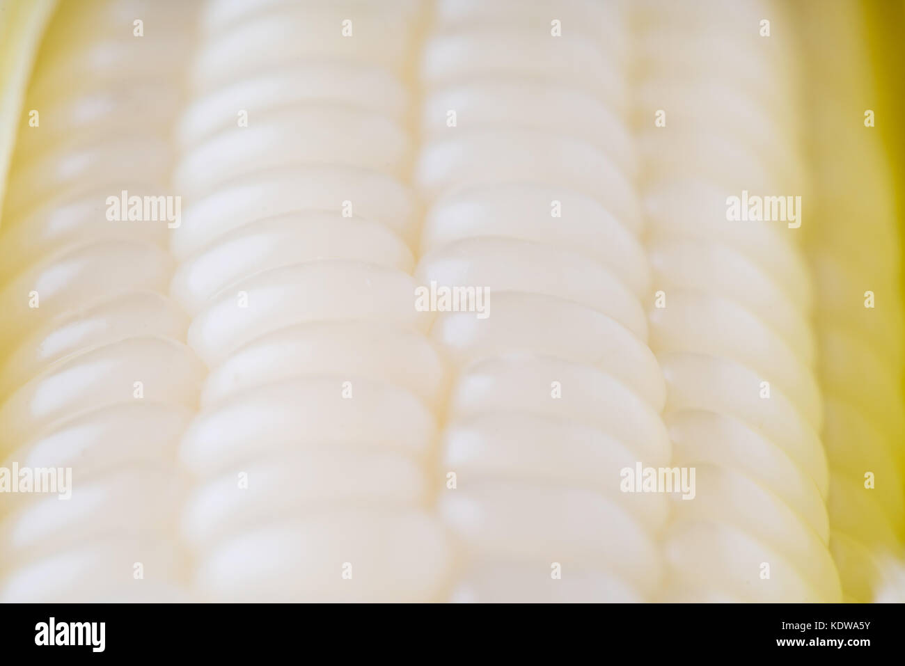 white corn isolated on white background, macro shot Stock Photo - Alamy