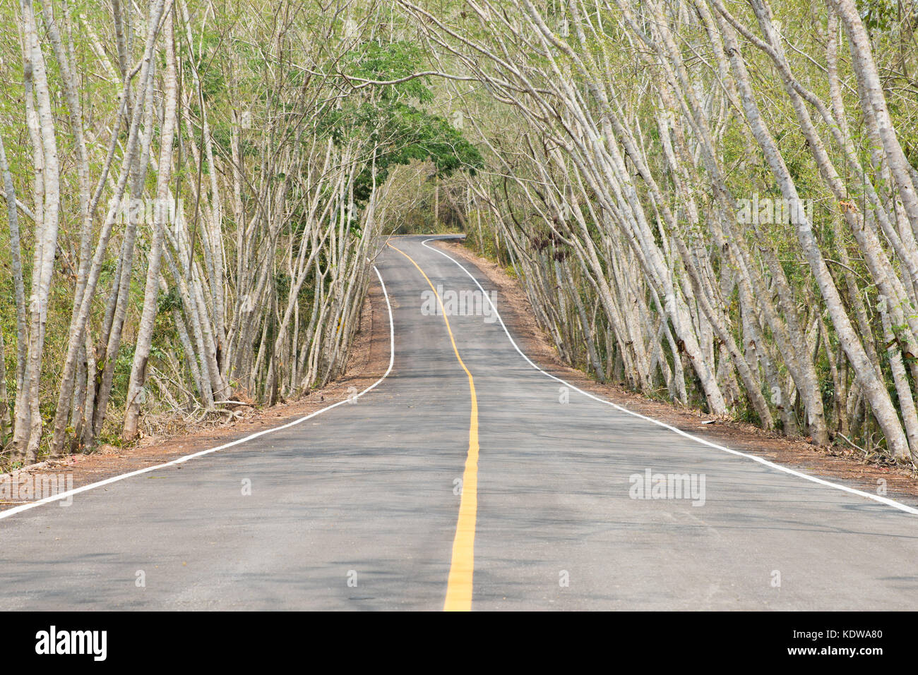 Road car through summer tree pathway alley Stock Photo - Alamy