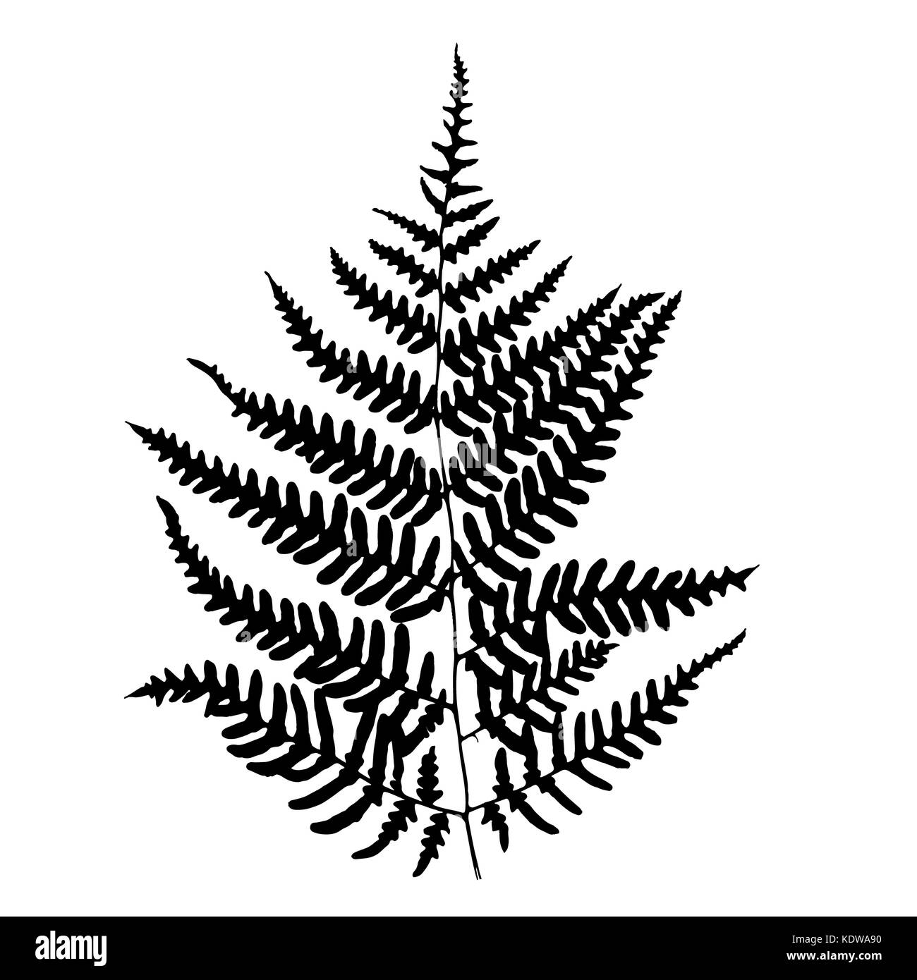Tropical palm leaf border vector Black and White Stock Photos & Images ...