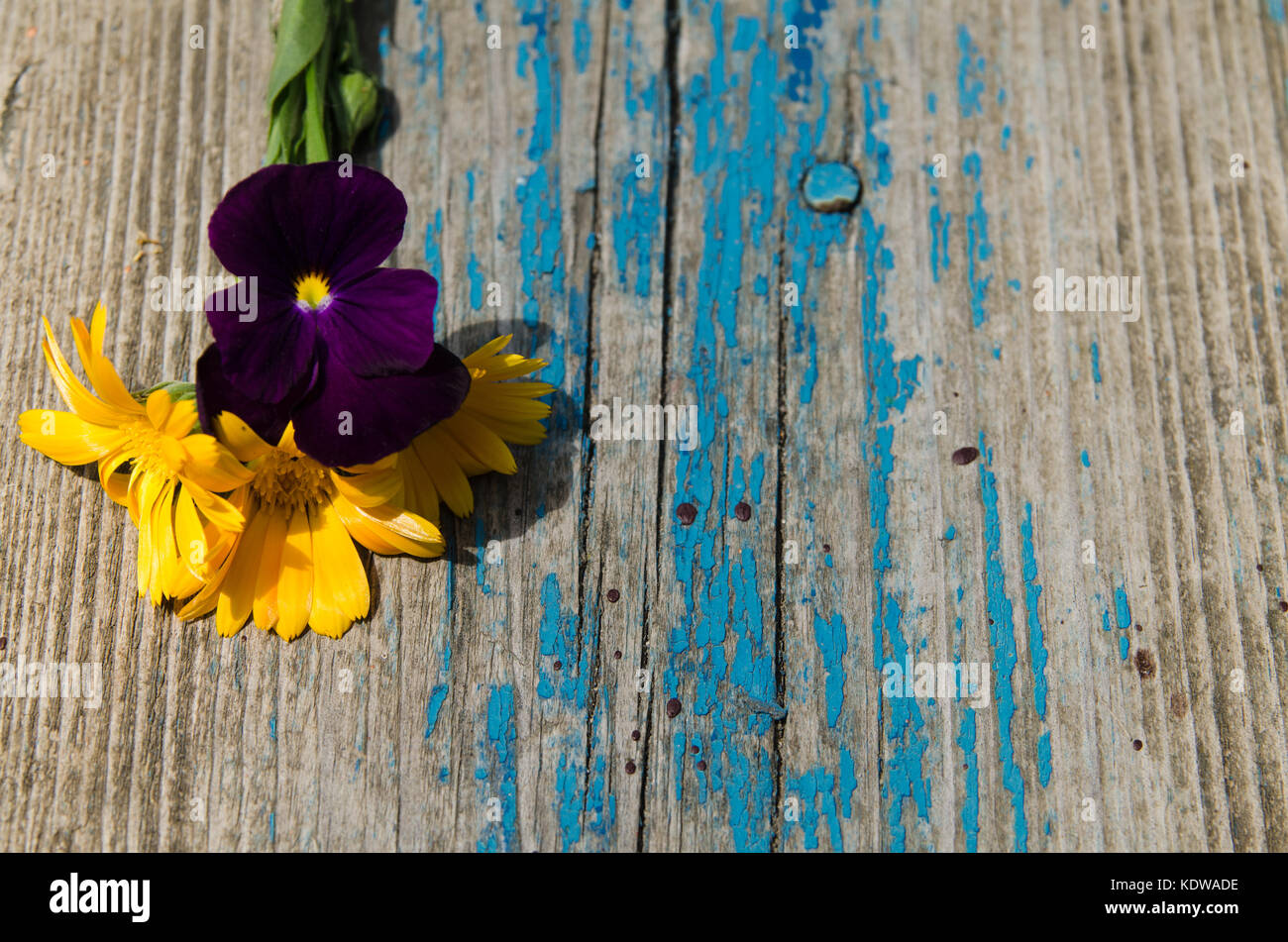 Fresh calendula flowers and violets on old wooden board painted with ...