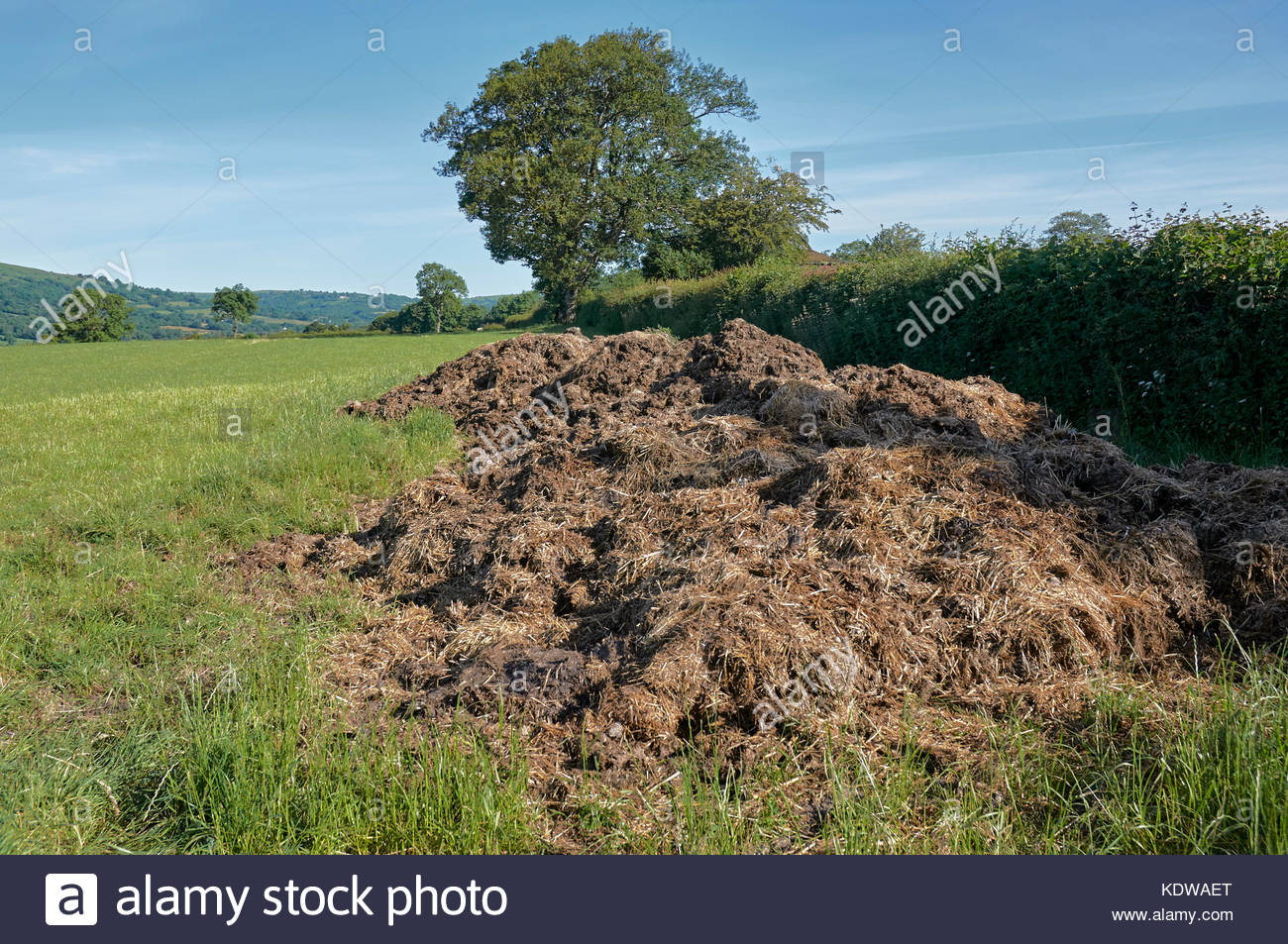 Rotting Manure Stock Photos & Rotting Manure Stock Images - Alamy