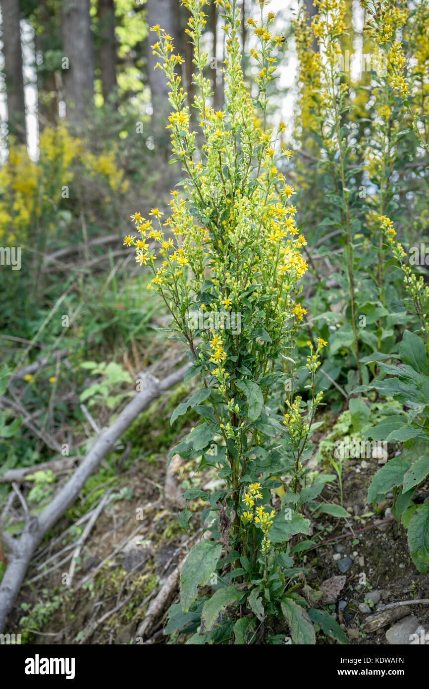 yellow flowering goldenrod in a wood Stock Photo - Alamy